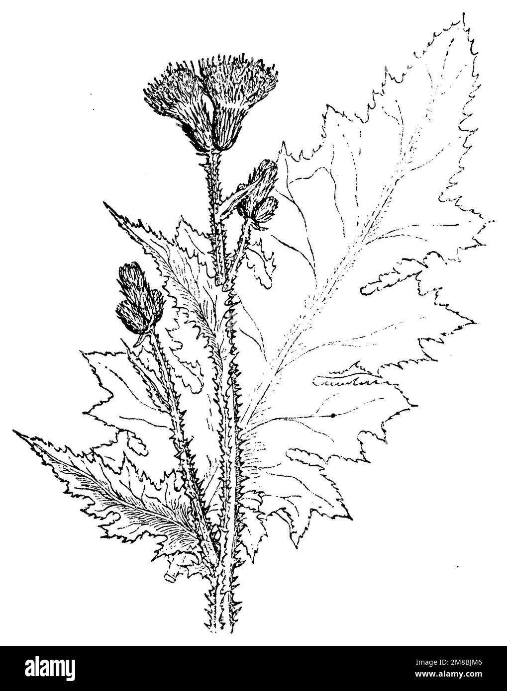 Woodcut thistle Cut Out Stock Images & Pictures - Alamy