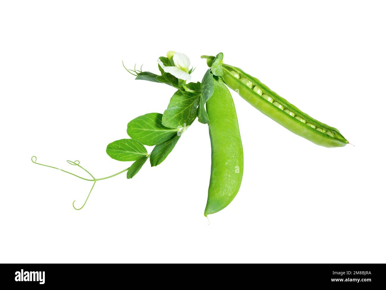 Green pea vegetable bean isolated on white background. Pea pod Stock ...