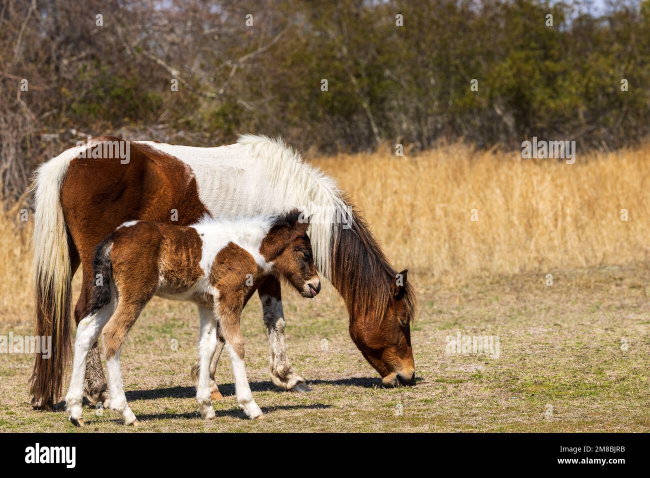 Assateague Pony (Equus caballus) colt with its mother in Assateague ...