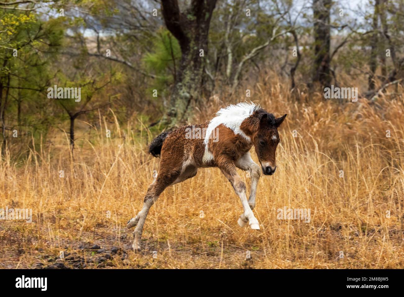 Assateague Pony (Equus caballus) colt playing in the rain in Assateague ...