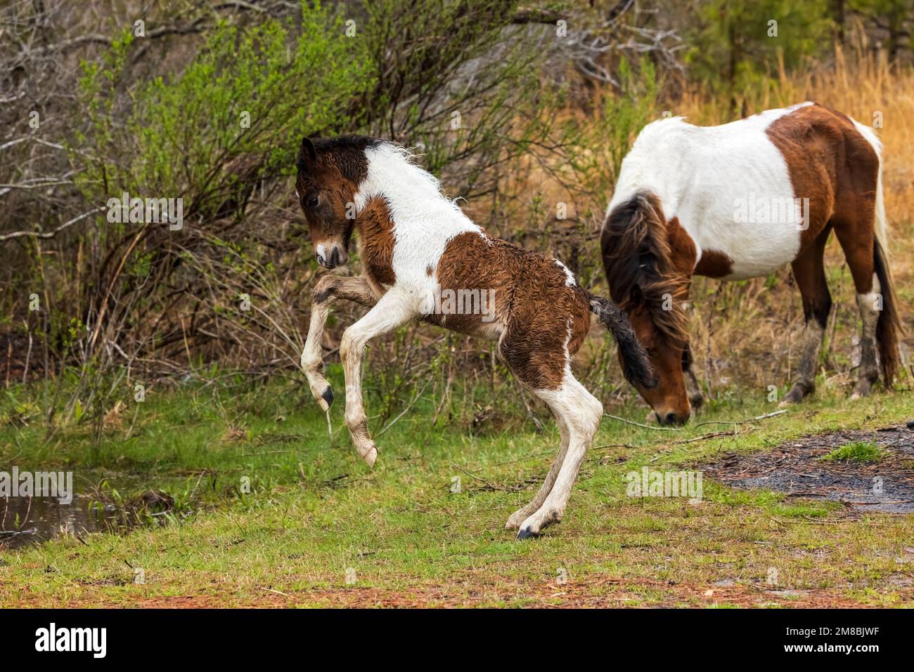Assateague Pony (Equus caballus) colt playing in the rain in Assateague ...