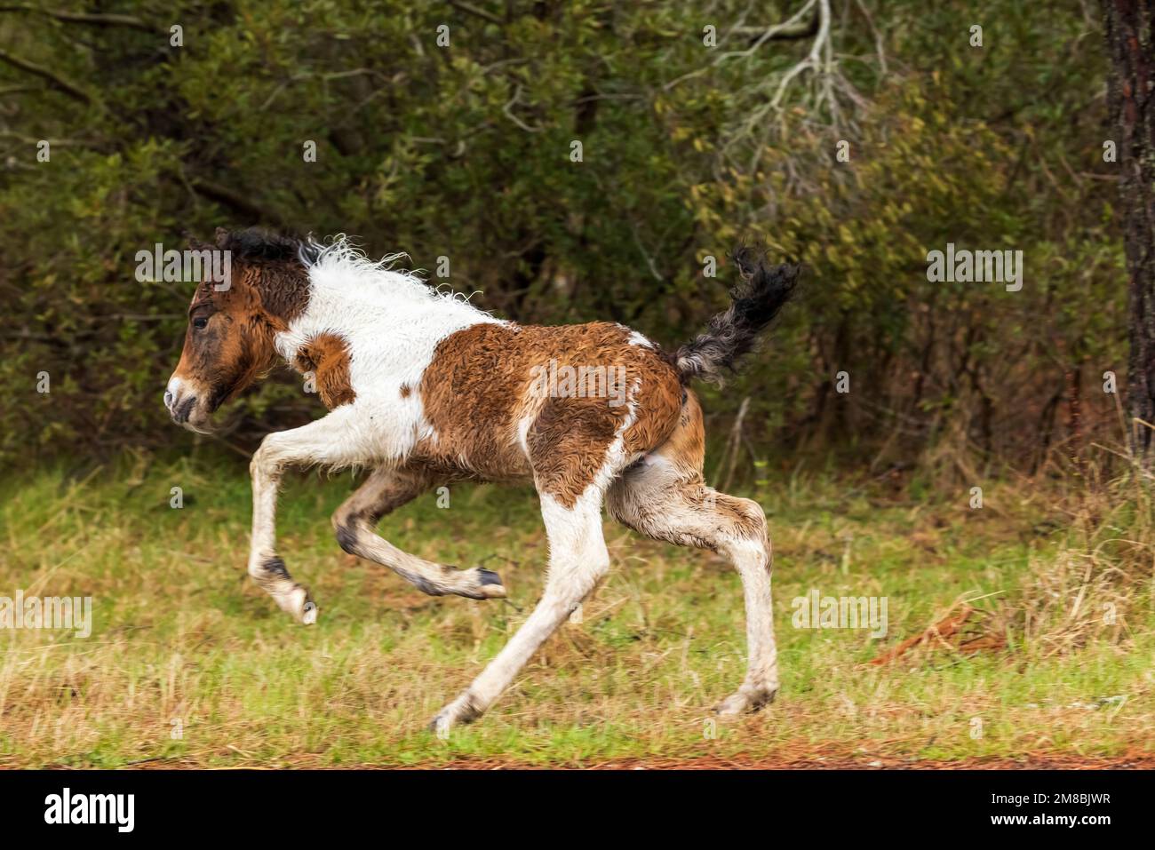 Assateague Pony (Equus caballus) colt running in the rain in Assateague ...