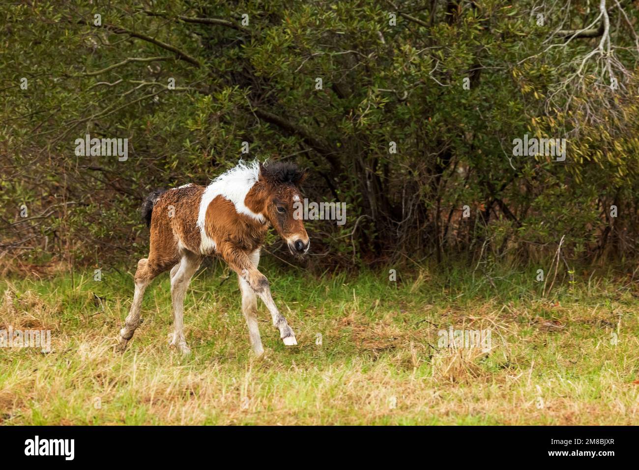 Assateague Pony (Equus caballus) colt running in the rain in Assateague ...