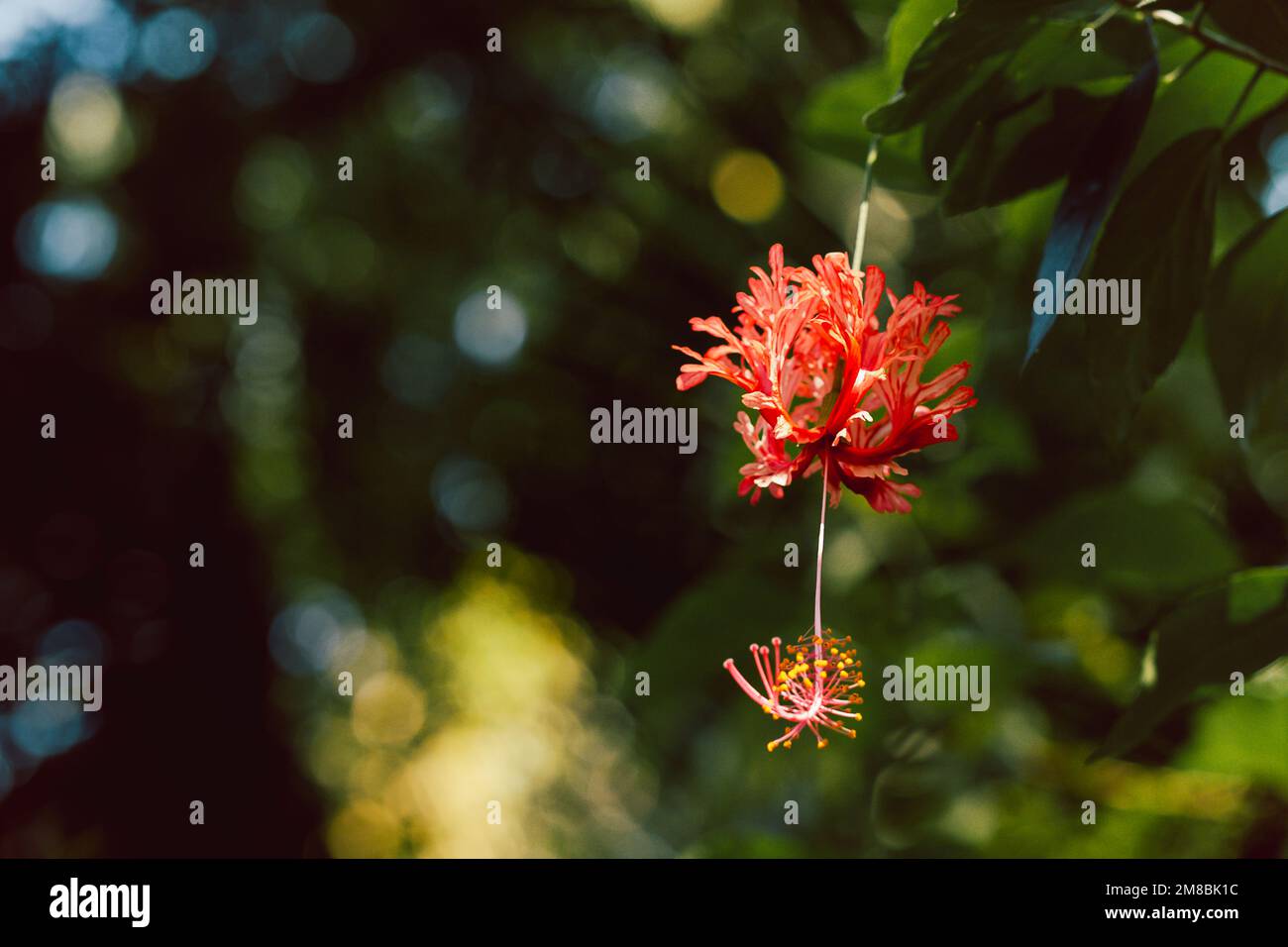 Fringed hibiscus schizopetalus flower blooming in the garden Stock ...
