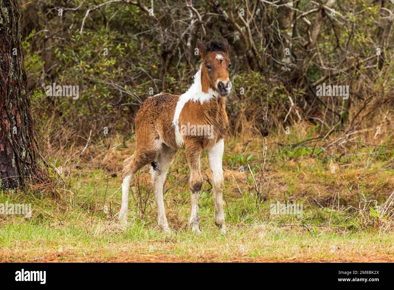 Assateague Pony (Equus caballus) colt playing in the rain in Assateague ...