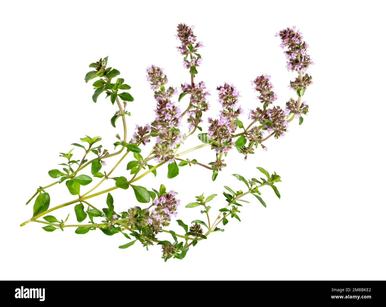 Salvia sclarea, clary, or clary sage Isolated on white background ...