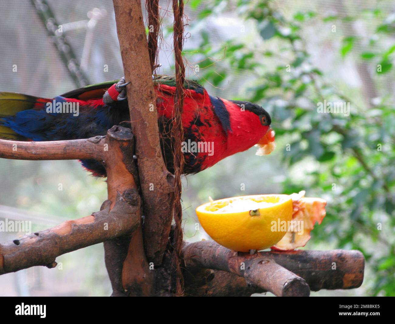 A picture of an exotic red bird in Australia Stock Photo - Alamy