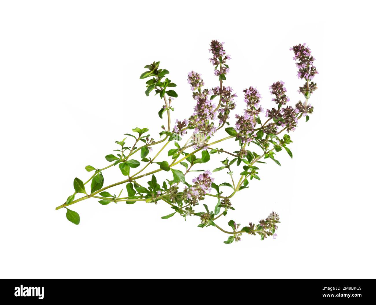 Salvia sclarea, clary, or clary sage Isolated on white background ...