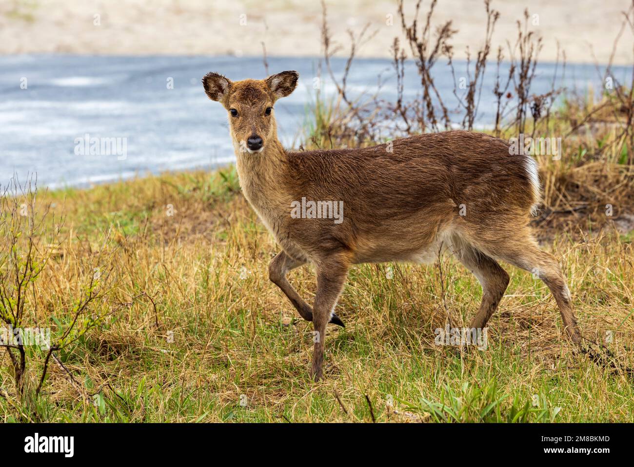 Sika Deer (Cervus nippon) in Assateague Island National Seashore ...