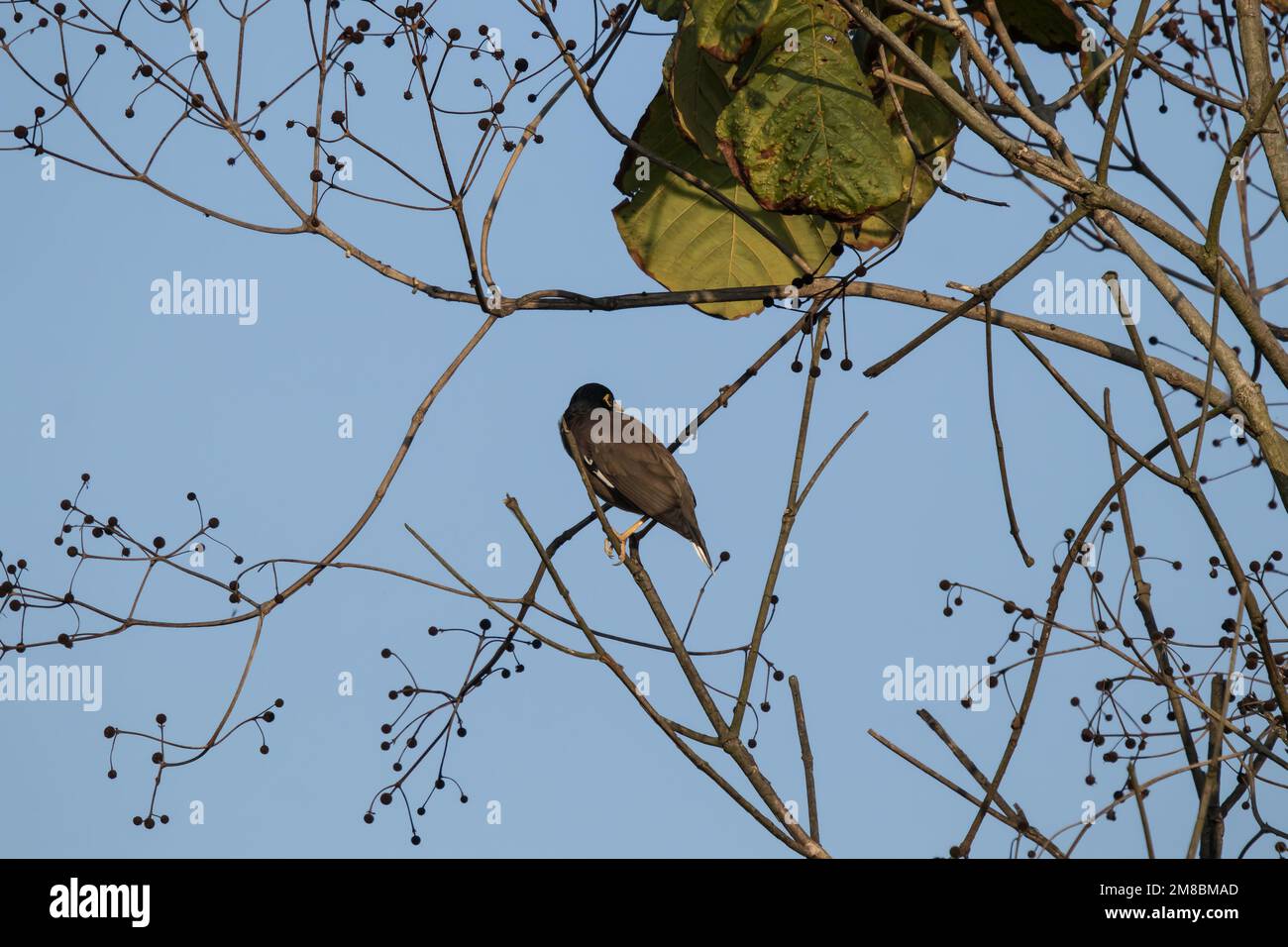 One black Common Myna bird on tree Stock Photo - Alamy