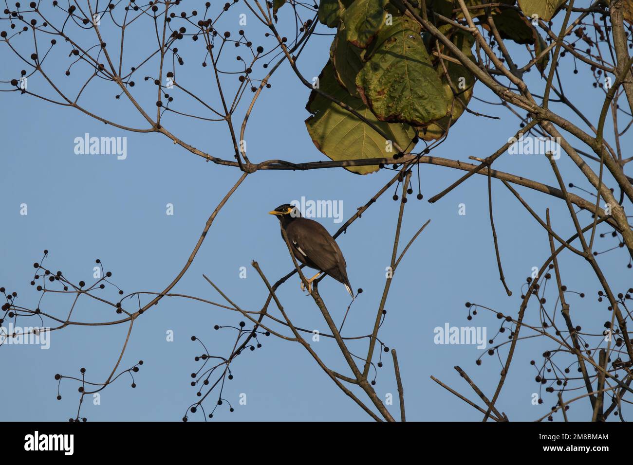 One black Common Myna bird on tree Stock Photo - Alamy