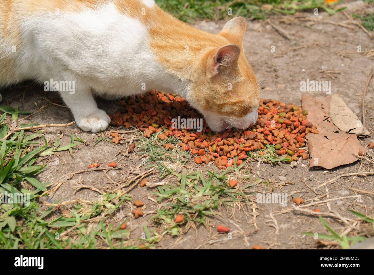 White and yellow cat hi-res stock photography and images - Alamy