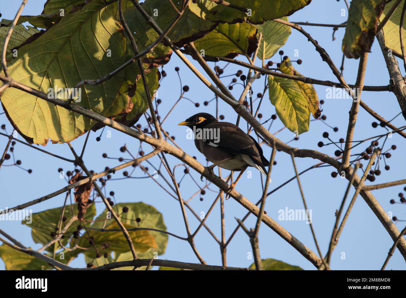 One black Common Myna bird on tree Stock Photo - Alamy