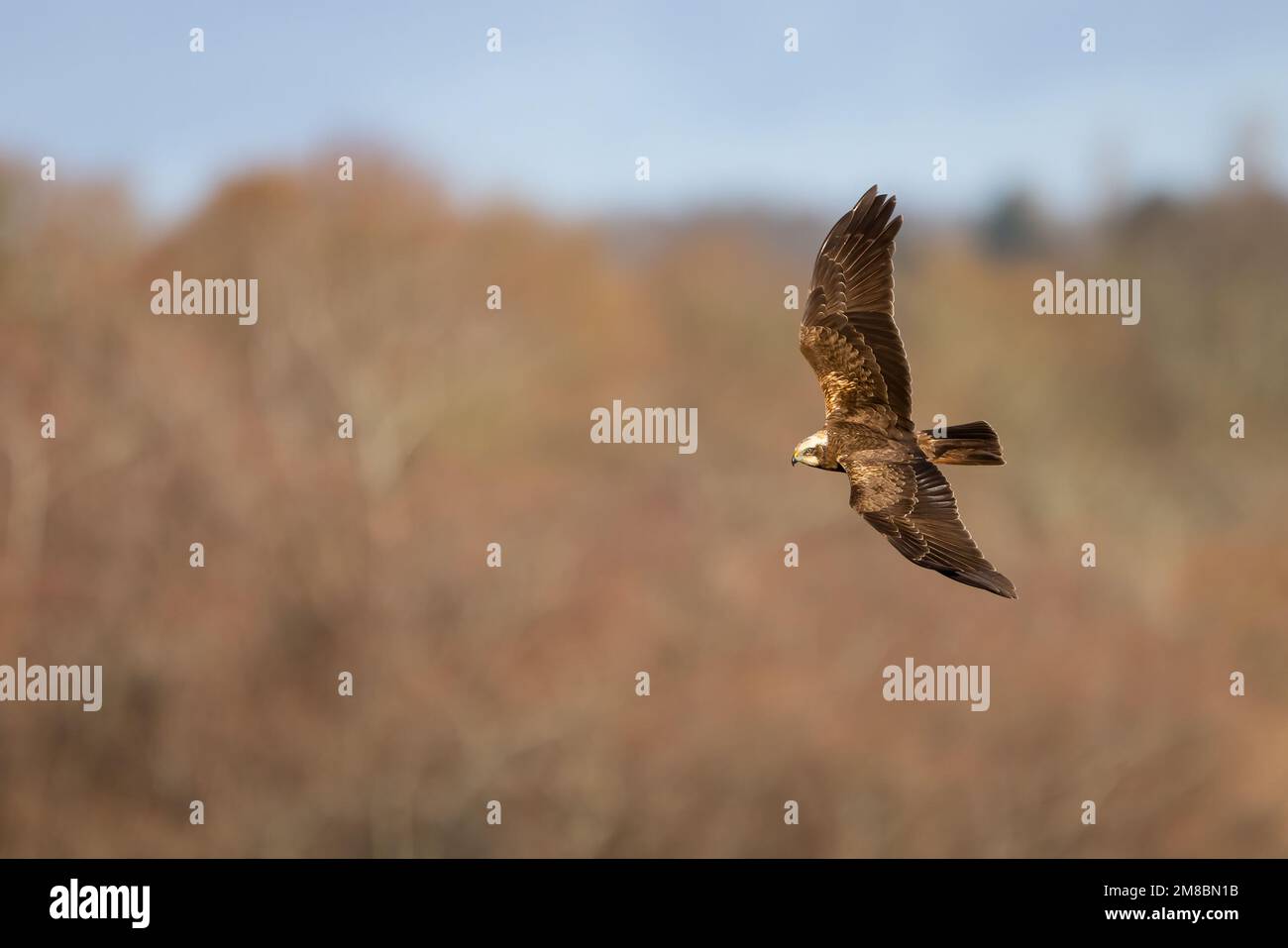 Female Marsh Harrier hunting Stock Photo - Alamy