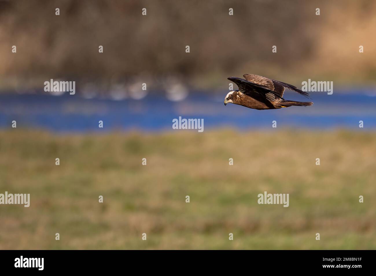 Female Marsh Harrier hunting Stock Photo - Alamy