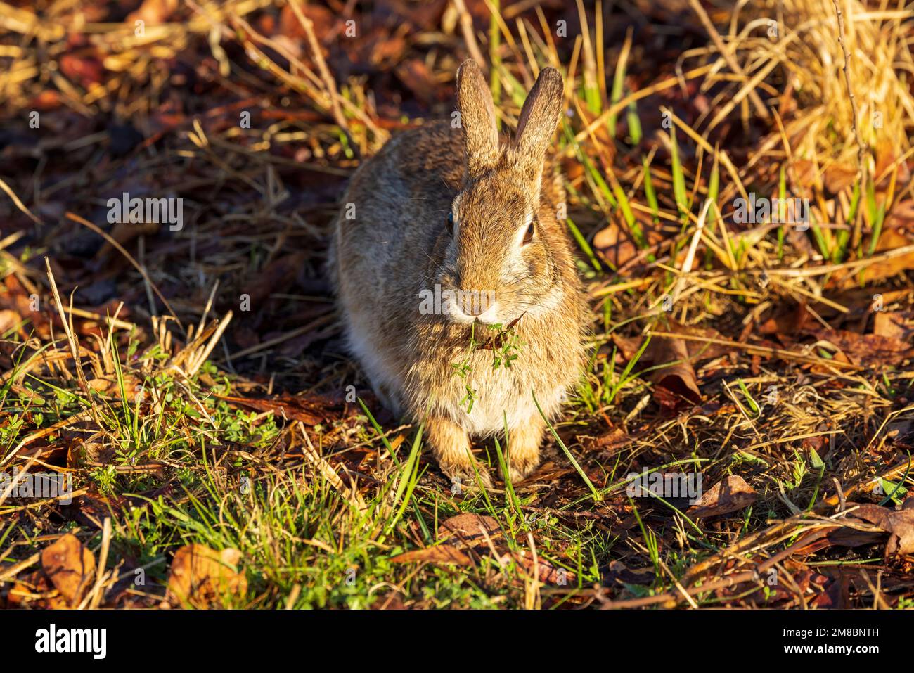 Eastern Cottontail (Sylvilagus floridanus) in Chincoteague National ...