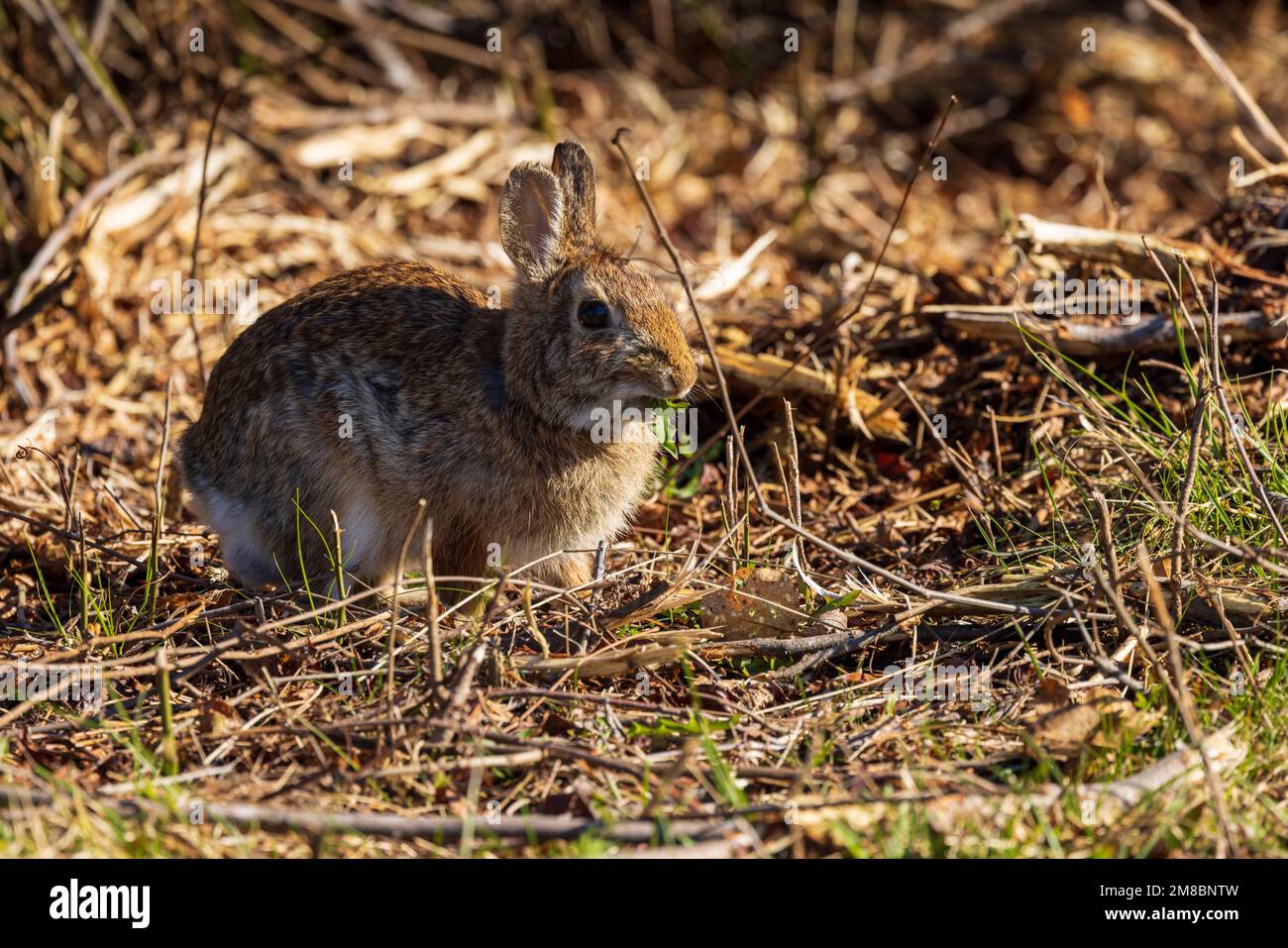 Eastern Cottontail (Sylvilagus floridanus) in Chincoteague National ...