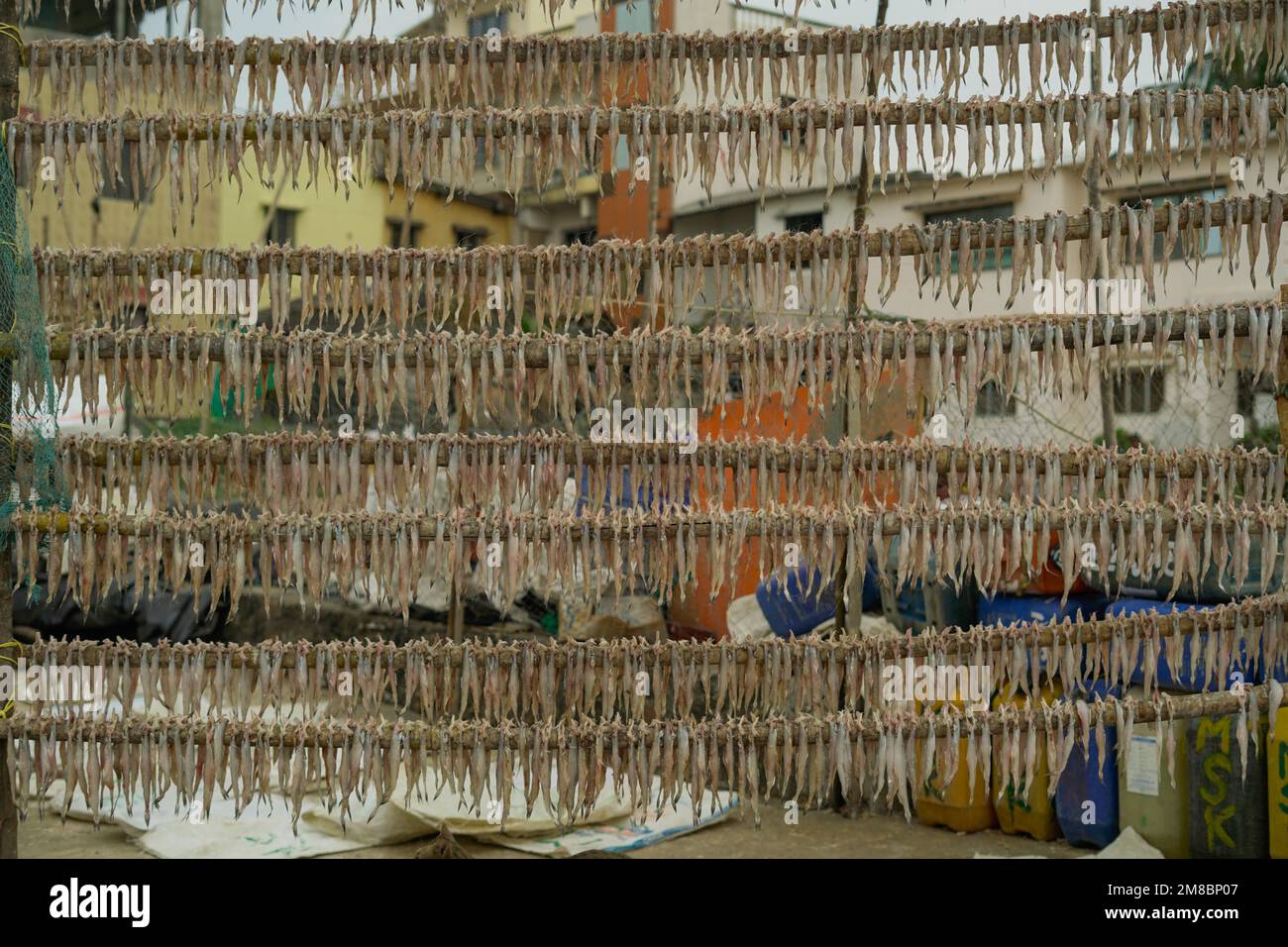 Wet Bombay duck lizard fish or Bombil fish are drying on Bambu wood ...