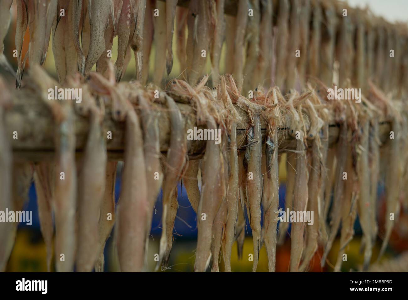 Wet Bombay duck lizard fish or Bombil fish are drying on Bambu wood ...