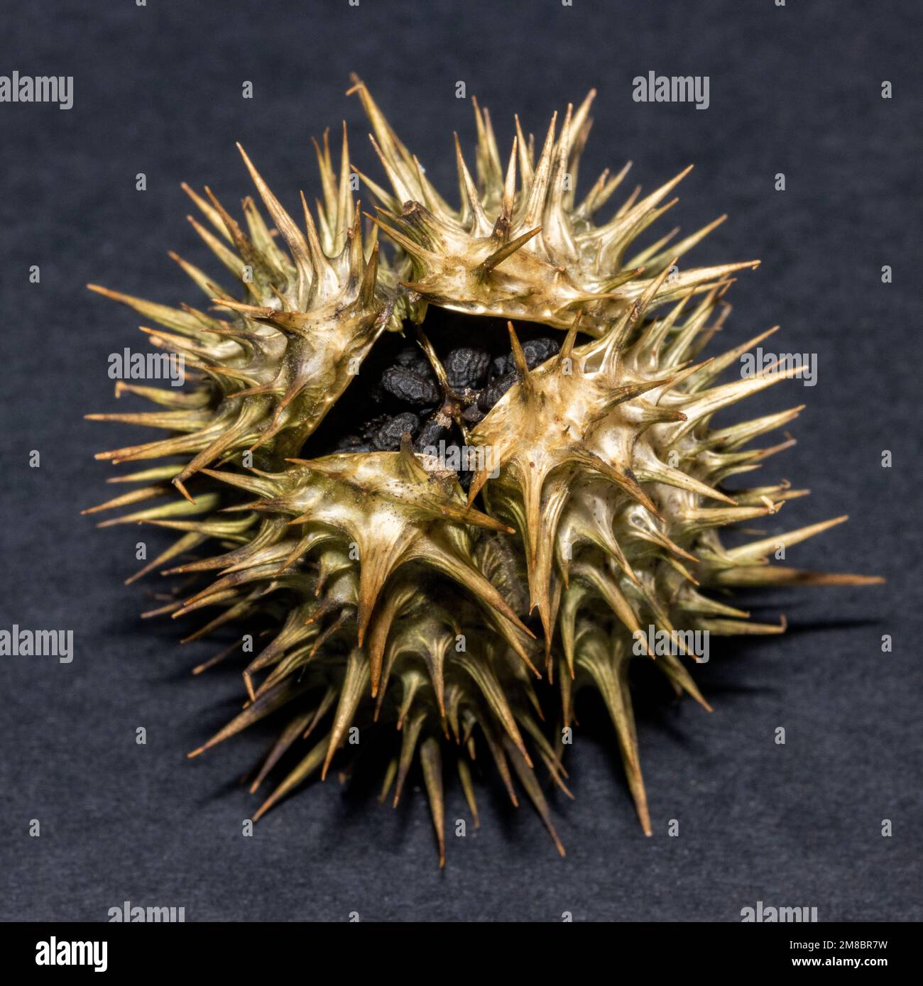Spikey seeds hi-res stock photography and images - Alamy