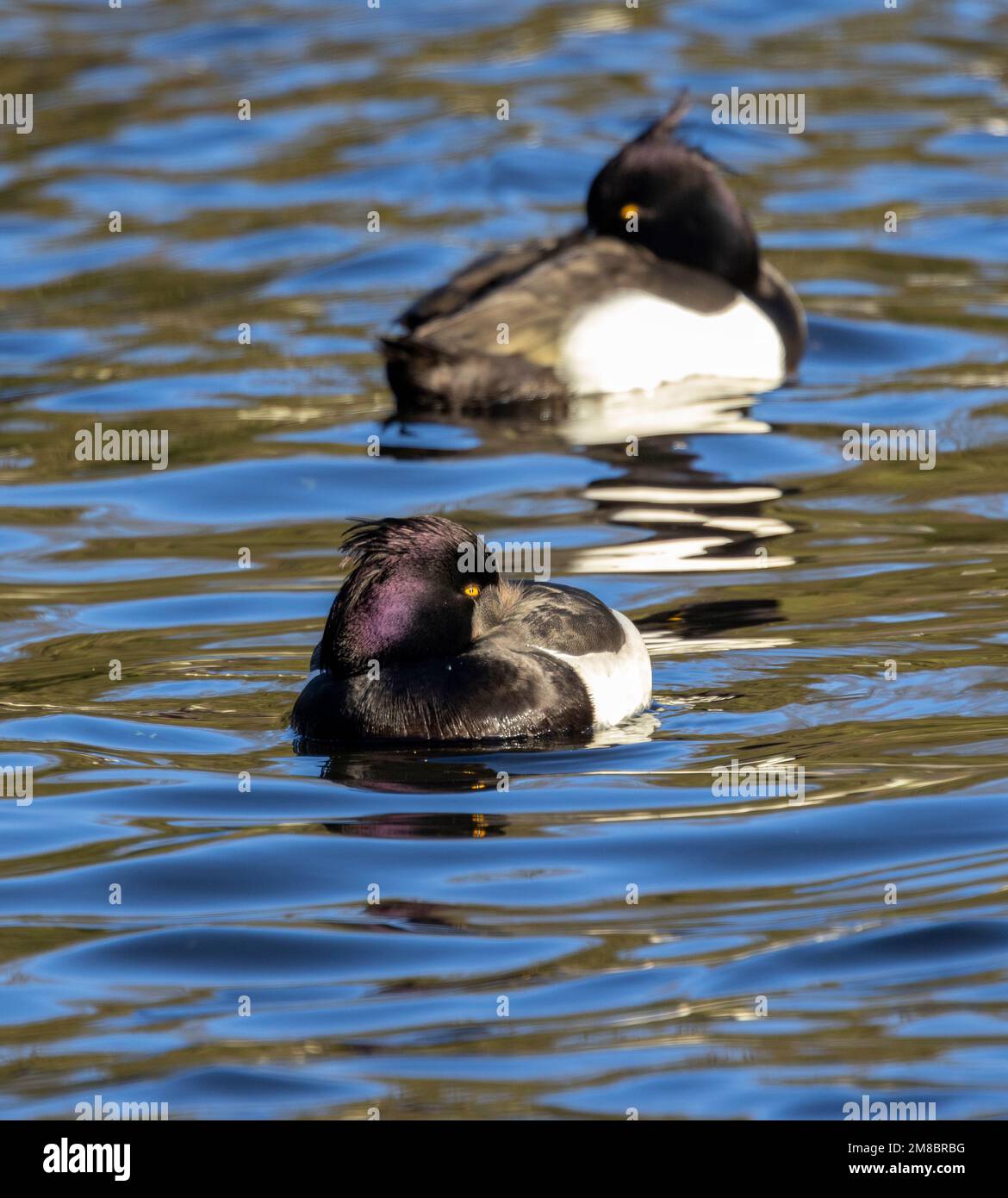 Tufted Duck rest whilst floating out on open water. They appear to ...