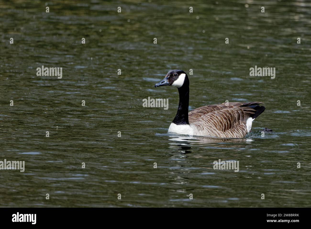 Canada goose on water hi-res stock photography and images - Alamy