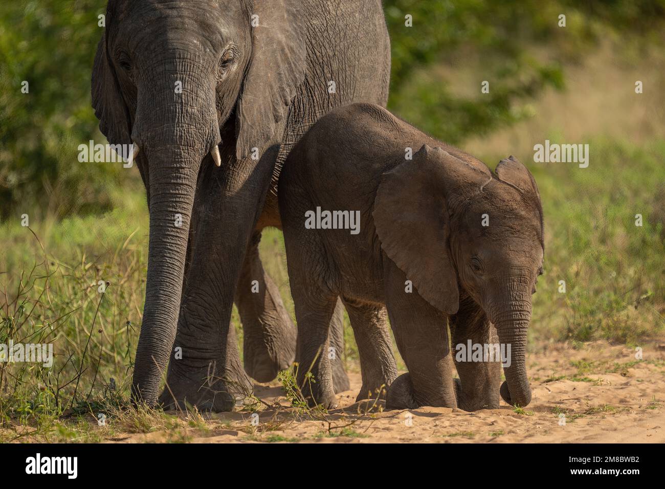 Baby African bush elephant kneeling by mother Stock Photo - Alamy