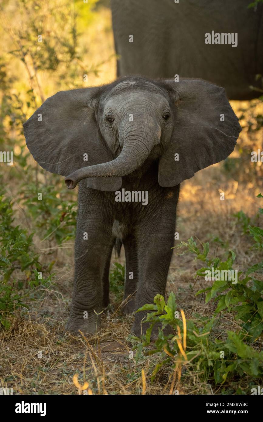 Baby African bush elephant standing raising trunk Stock Photo - Alamy