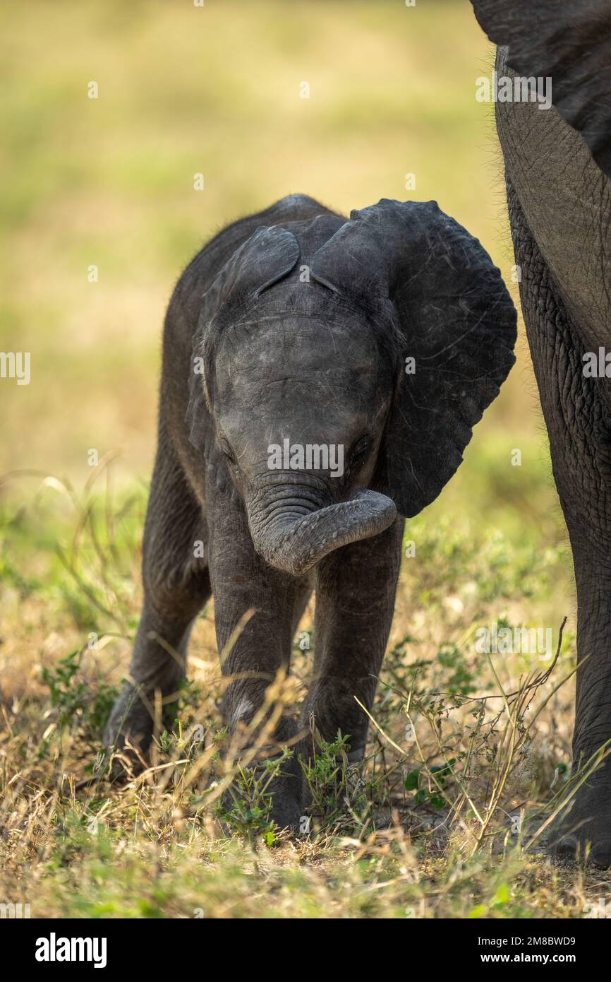 Baby elephant stands rolling trunk by mother Stock Photo - Alamy