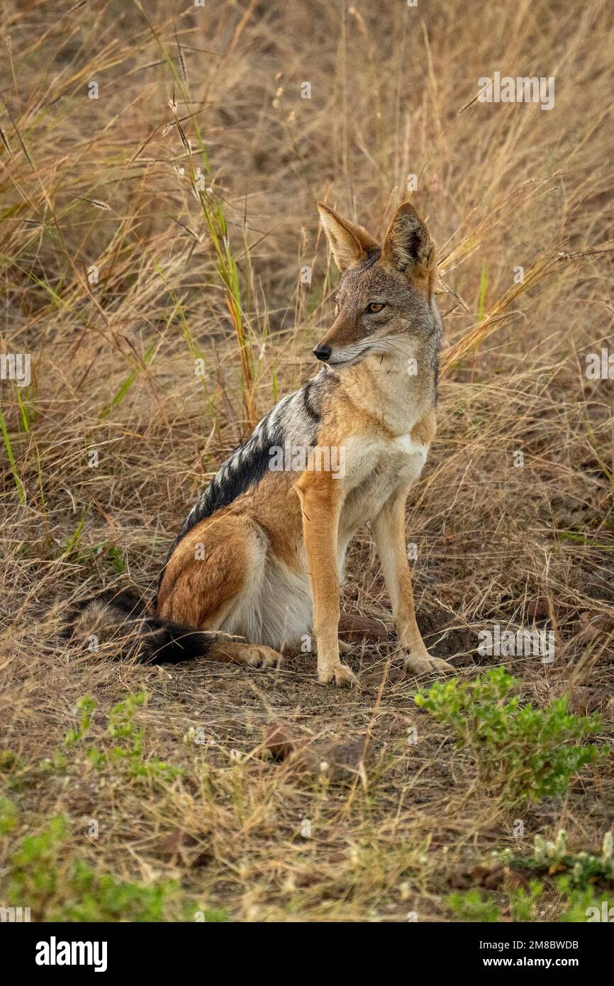 Black-backed jackal sits turning head in grass Stock Photo - Alamy