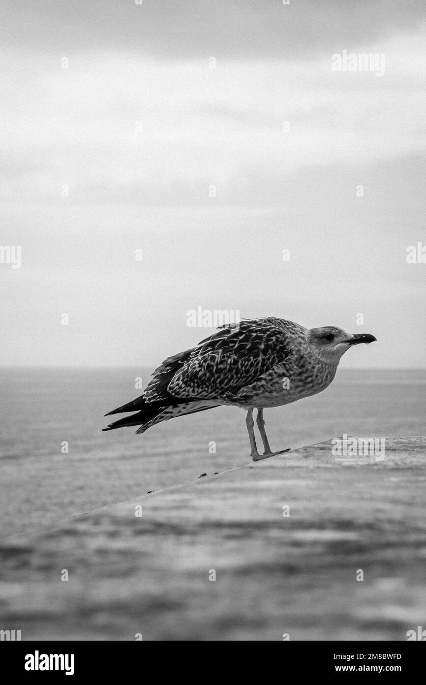 A vertical grayscale of a beautiful seagull on a stone surface at a ...