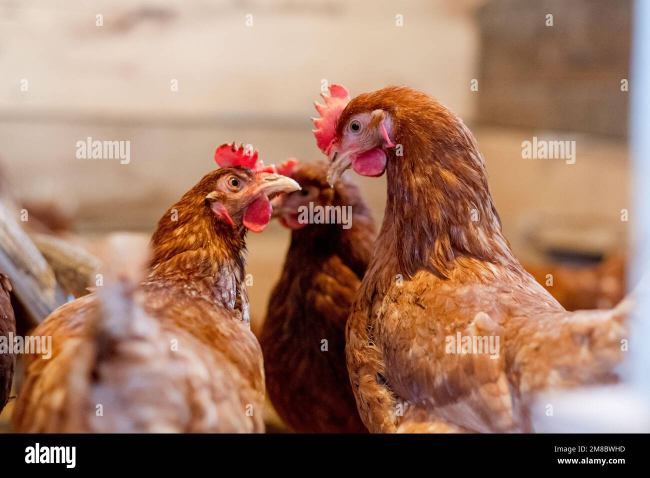 two red hens in the chicken coop look at each other close-up. Poultry ...