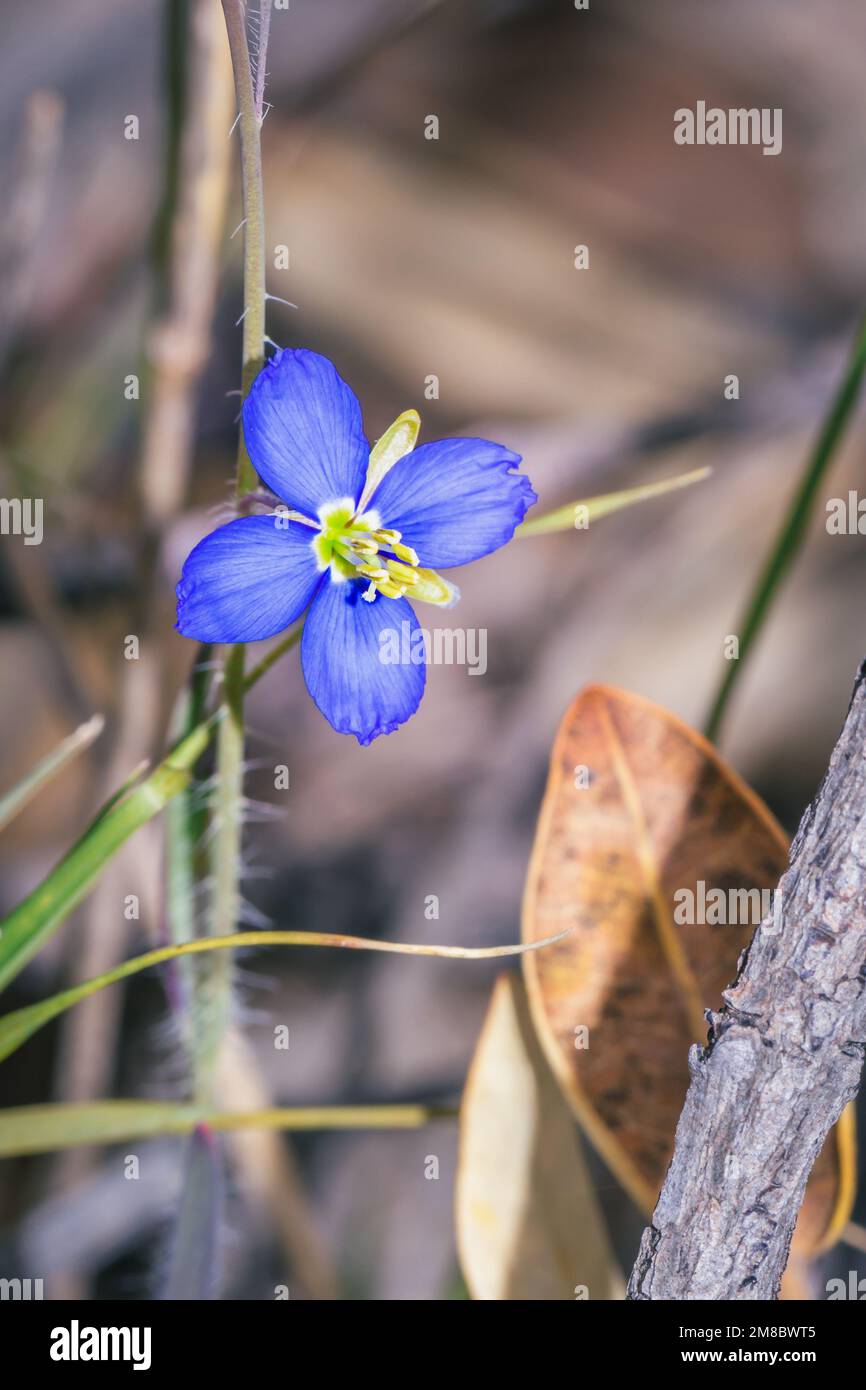 (Heliophila coronopifolia) Blue flax flowers in bloom in spring, South ...
