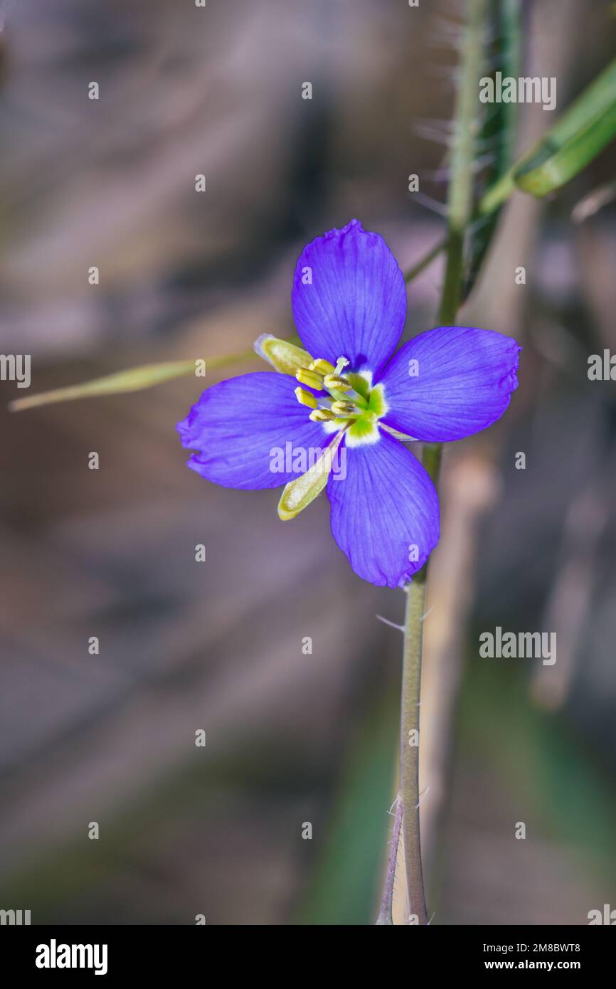 (Heliophila coronopifolia) Blue flax flowers in bloom in spring, South ...