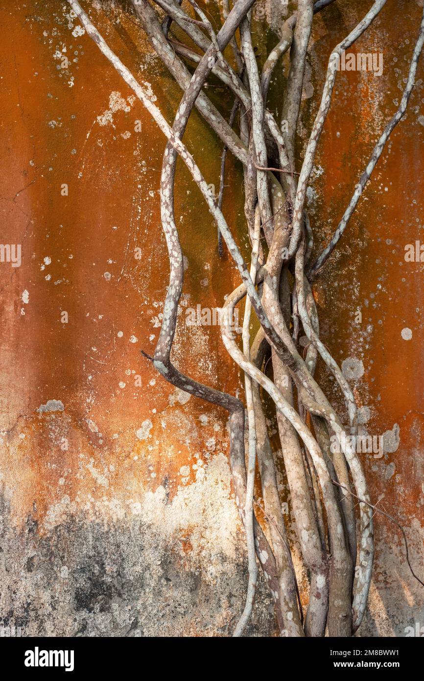 Roots and branches of old creeper beside the concrete wall Stock Photo ...