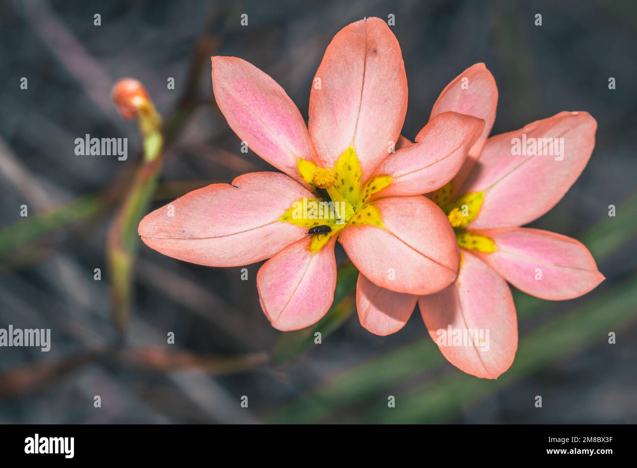 (Moraea miniata) two-leaf Cape tulip flower during spring, Cape Town ...