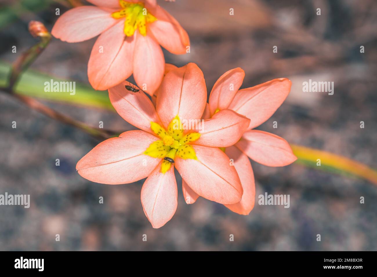 (Moraea miniata) two-leaf Cape tulip flower during spring, Cape Town ...