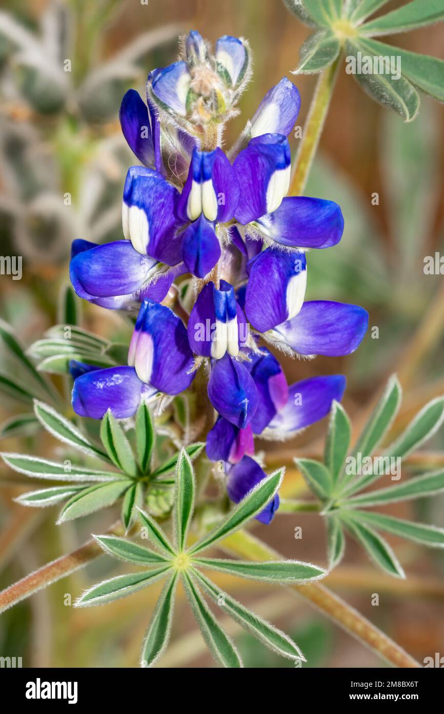 (Lupinus cosentinii) Sandplain lupine blue wild flower during spring ...
