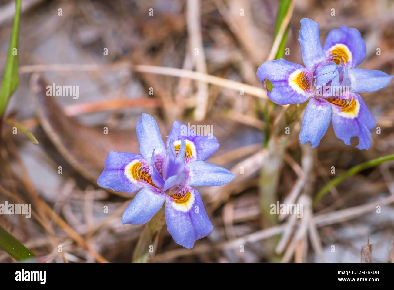 (Moraea setifolia), purple Iris Wild flowers during spring, Cape Town ...