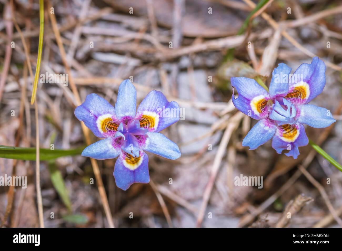 Moraea setifolia hi-res stock photography and images - Alamy