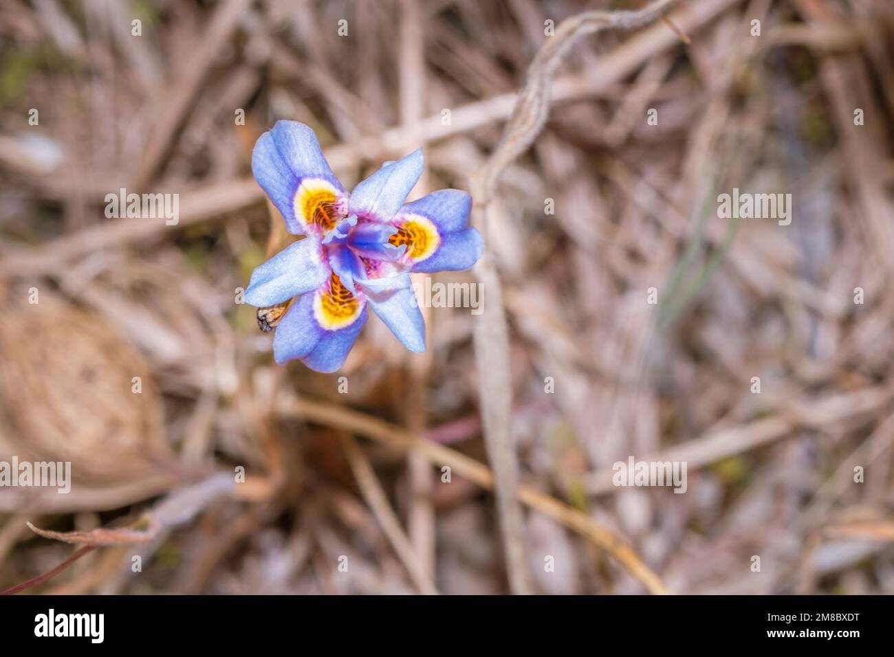 (Moraea setifolia), purple Iris Wild flowers during spring, Cape Town ...