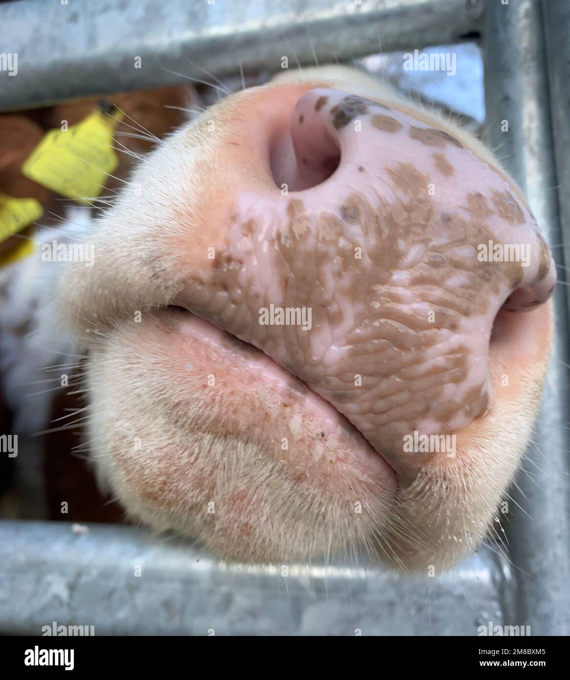 the muzzle of a cow with a mark on the ear protrudes through the metal ...