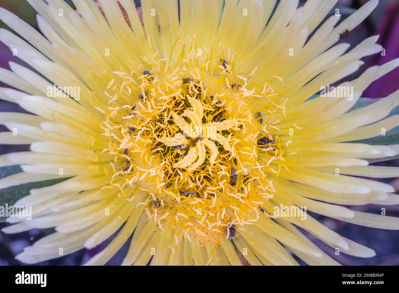 (Carpobrotus edulis) sour fig wildflower during spring, Cape Town ...