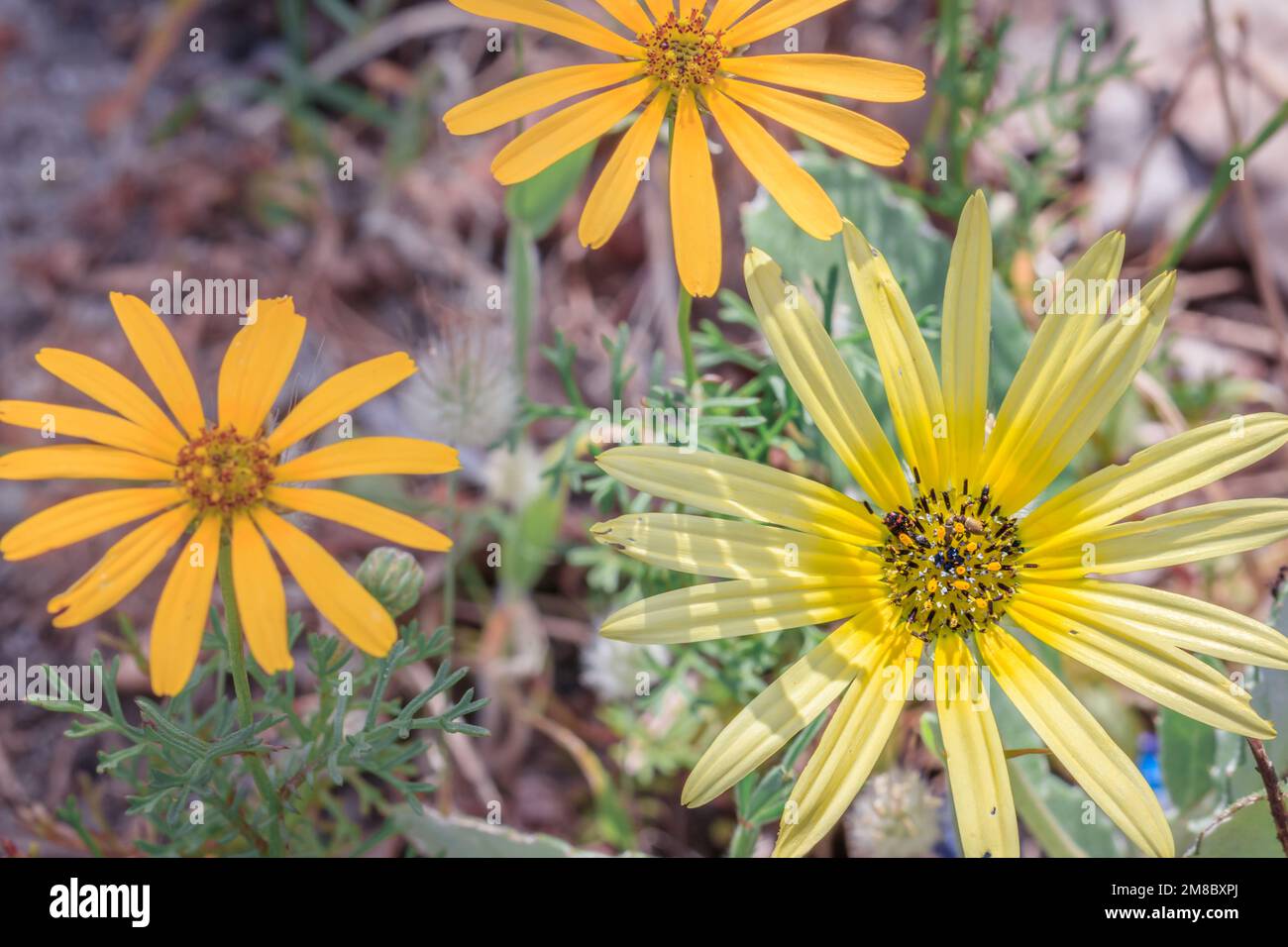 Yellow African Daisy (Osteospermum) Wild flower growing during spring ...
