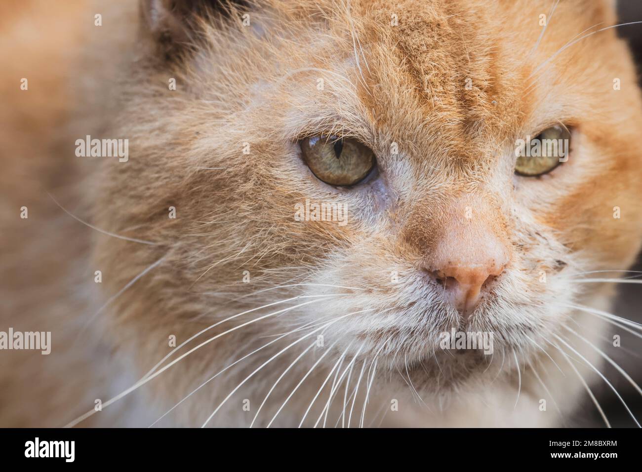 Maltese face hi-res stock photography and images - Alamy