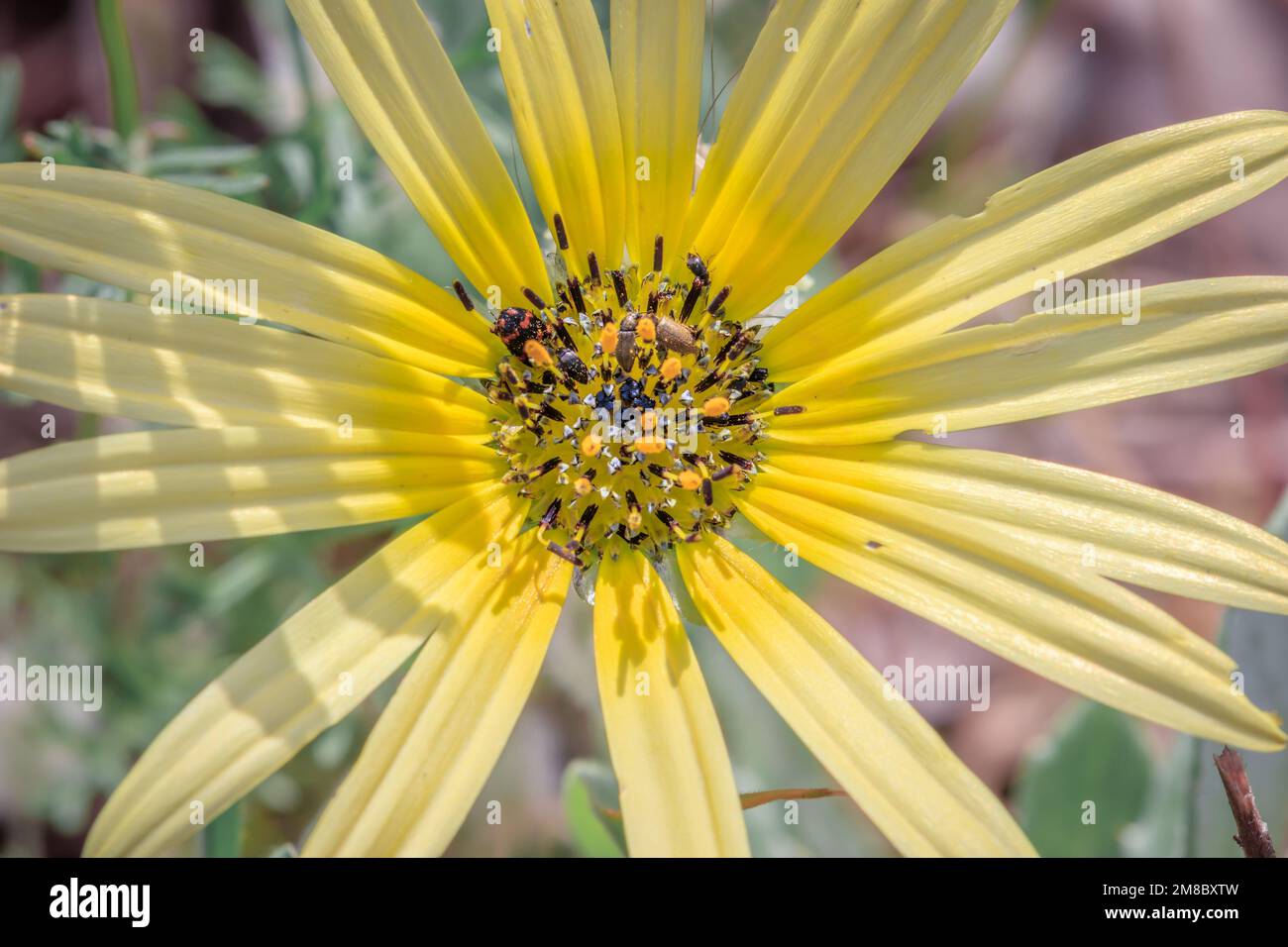 Yellow African Daisy (Osteospermum) Wild flower growing during spring ...