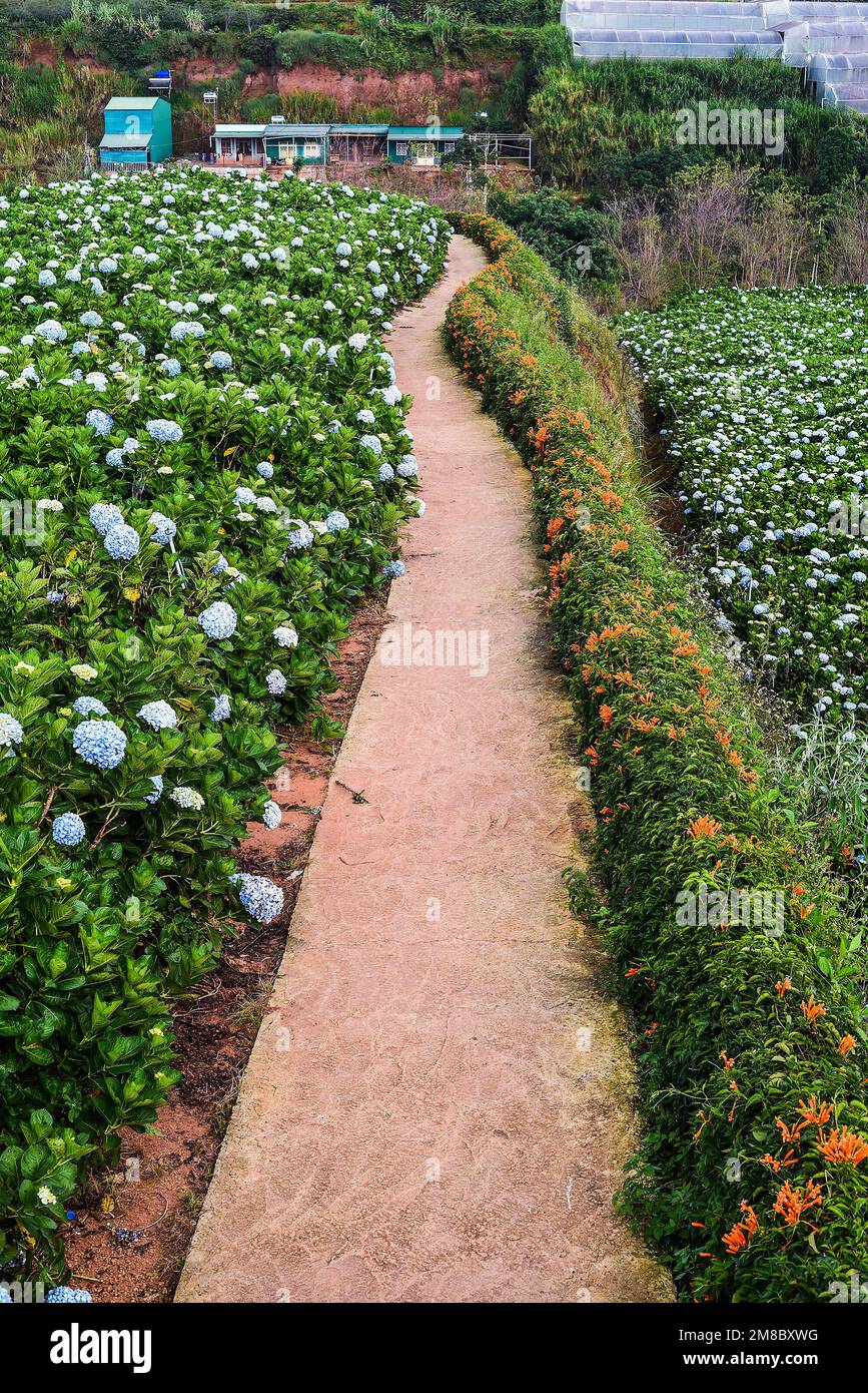 Hydrangea flowers and Pyrostegia venusta on pathway in the city of Da ...