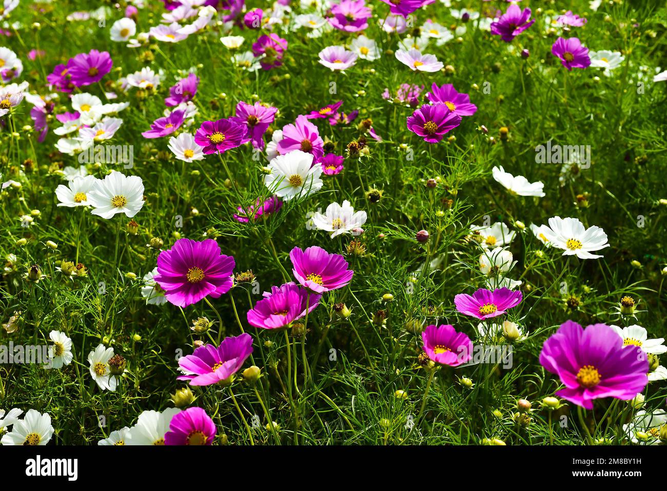 Beautiful cosmos flower sunrise hi-res stock photography and images - Alamy