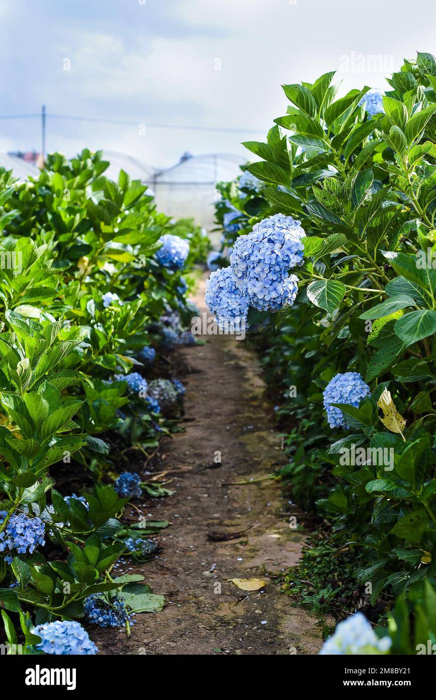 Hydrangea field hi-res stock photography and images - Alamy