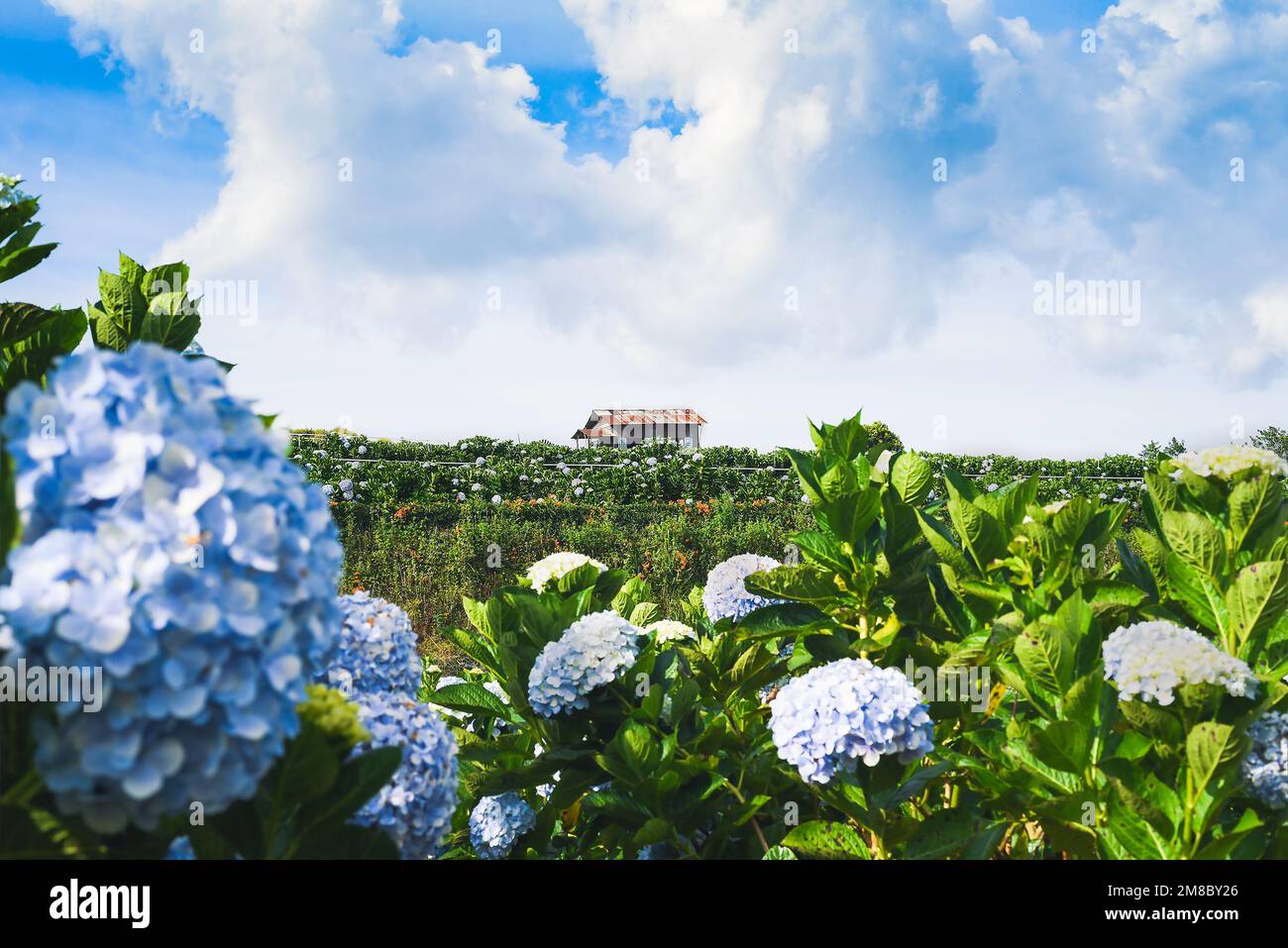 Hydrangea field hi-res stock photography and images - Alamy